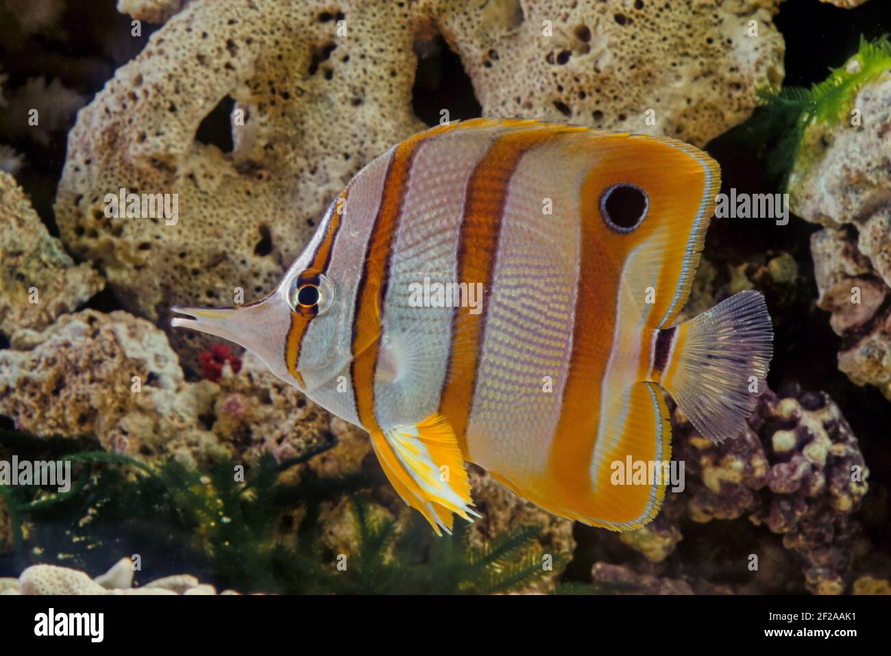 The copperband butterflyfish (Chelmon rostratus), also known as the ...