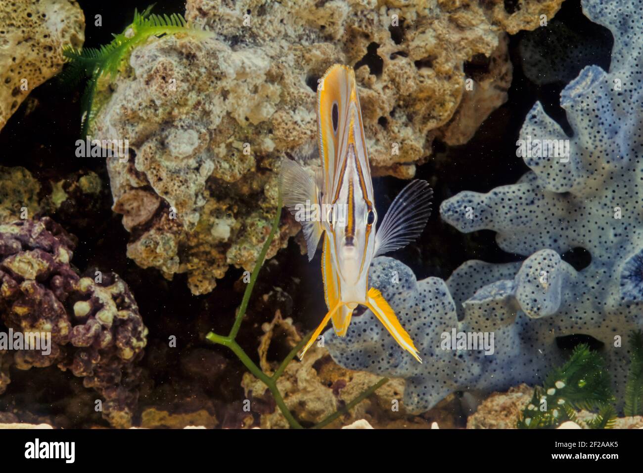 The copperband butterflyfish (Chelmon rostratus), also known as the ...