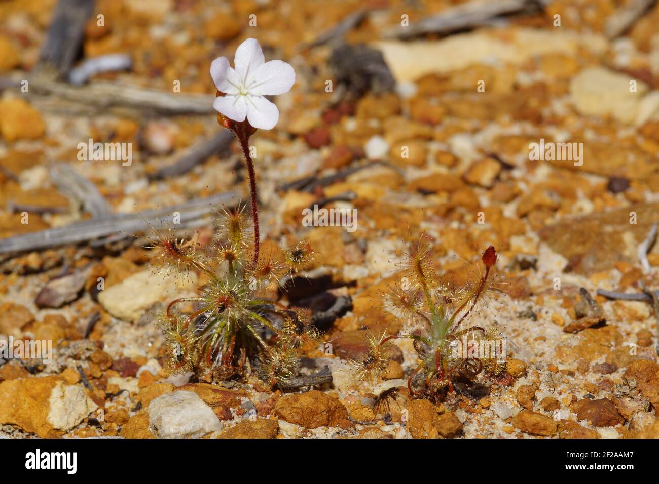Carnivorous pygmy sundew Drosera scorpioides with white flower in ...