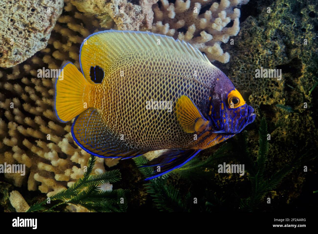 Pomacanthus xanthometopon is a marine ray-finned fish, a marine ...