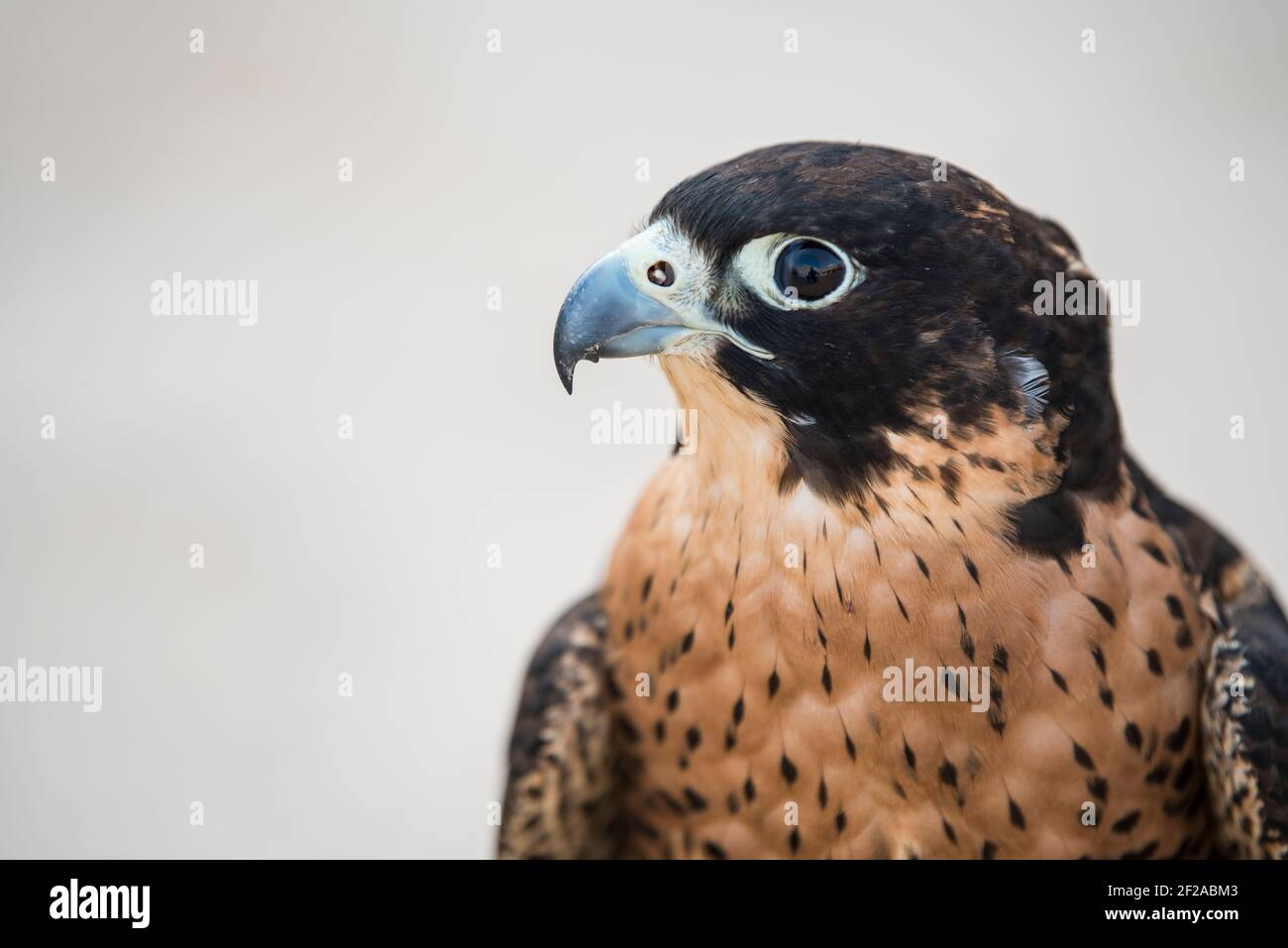 Doha,Qatar-12,10,2016: Arabian Falcon close-up shot Stock Photo - Alamy