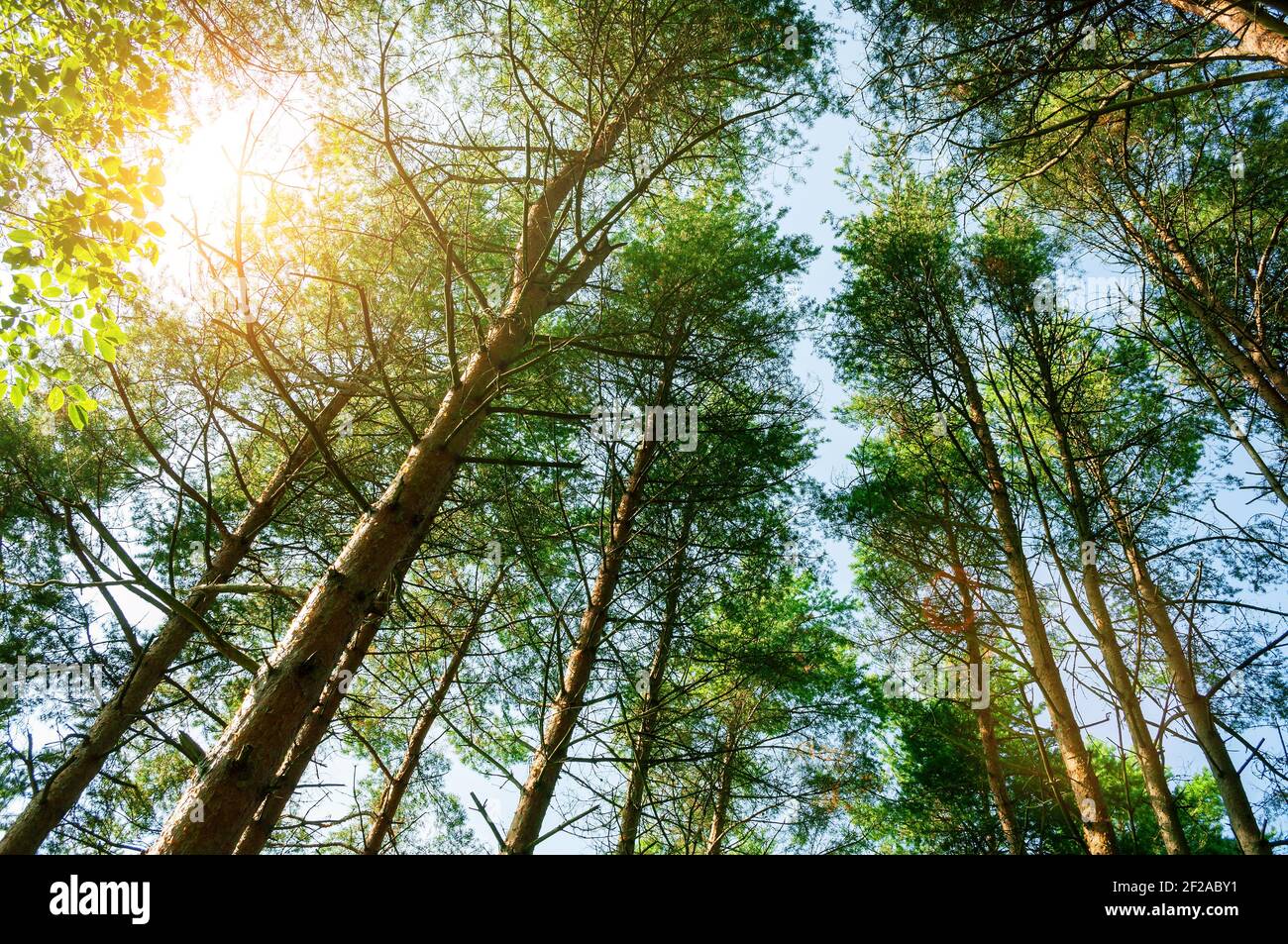 Forest landscape, forest tree tops against blue sky, forest background ...