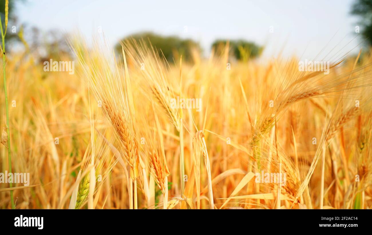 Wheat field in India. Ears of golden wheat plants with Sunset Landscape ...