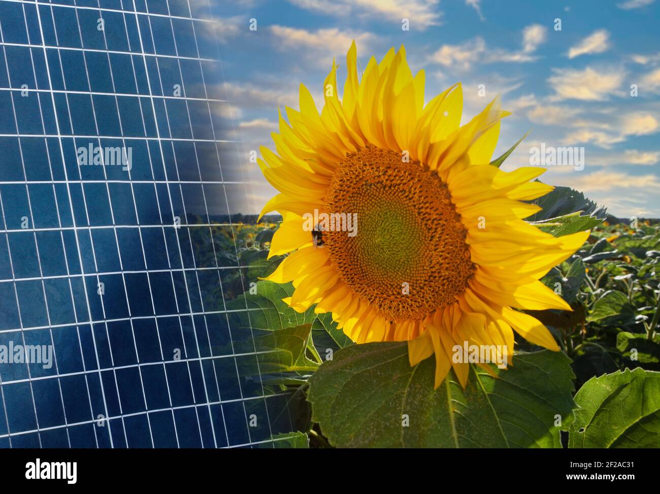 Solar energy panels on a sunflower field Stock Photo - Alamy