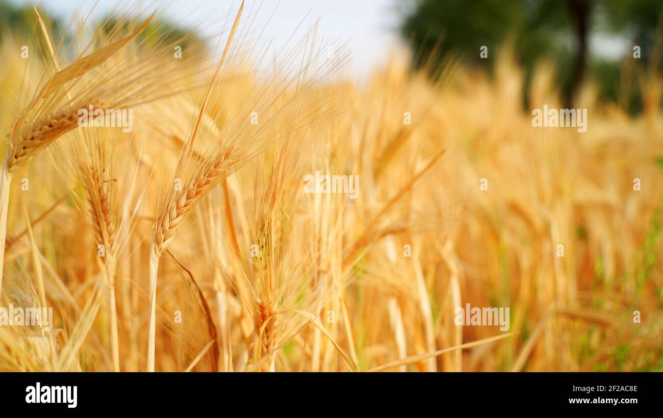 Wheat field in India. Ears of golden wheat plants with Sunset Landscape ...