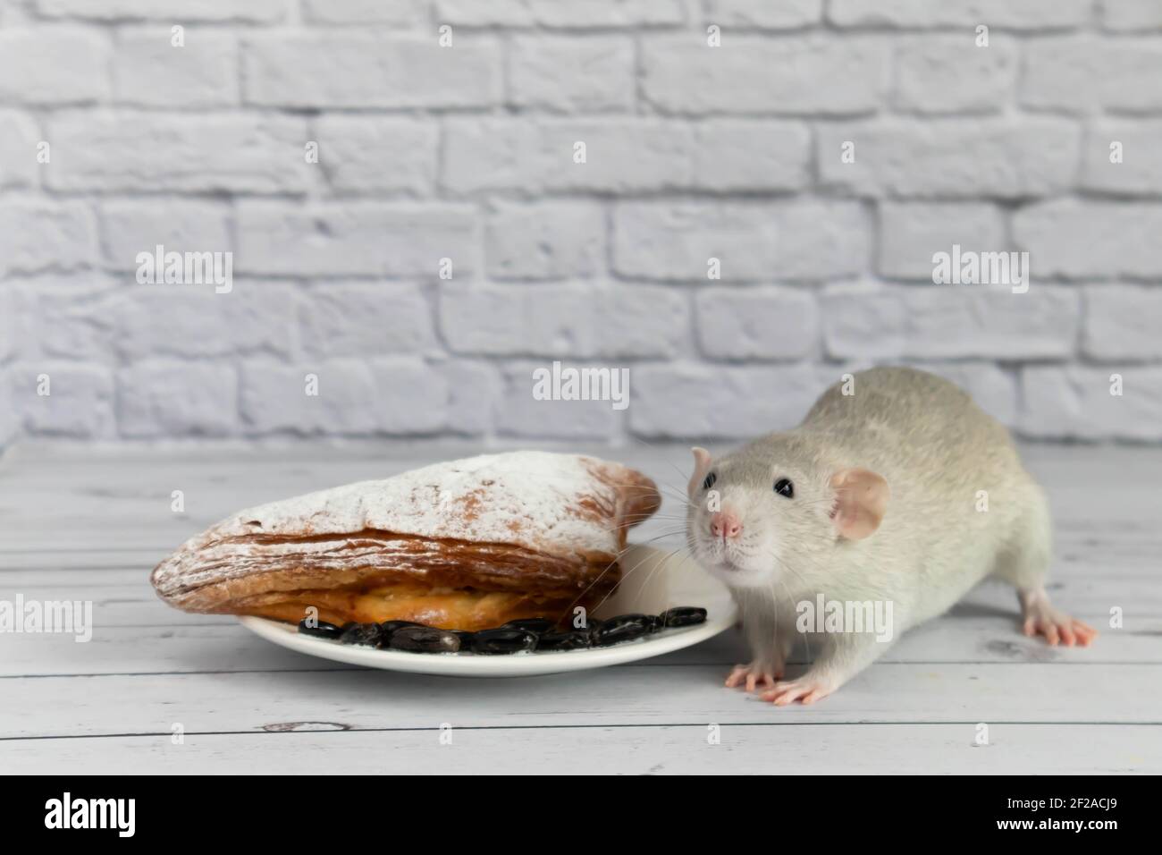 A cute gray decorative rat takes a bite of baked goods or pie. Rodent ...