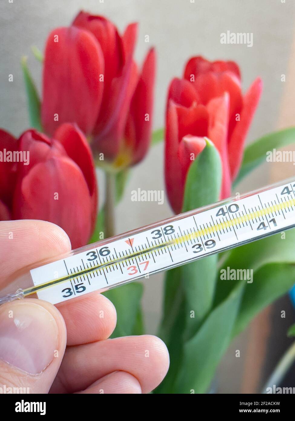 Medical thermometer hi-res stock photography and images - Alamy
