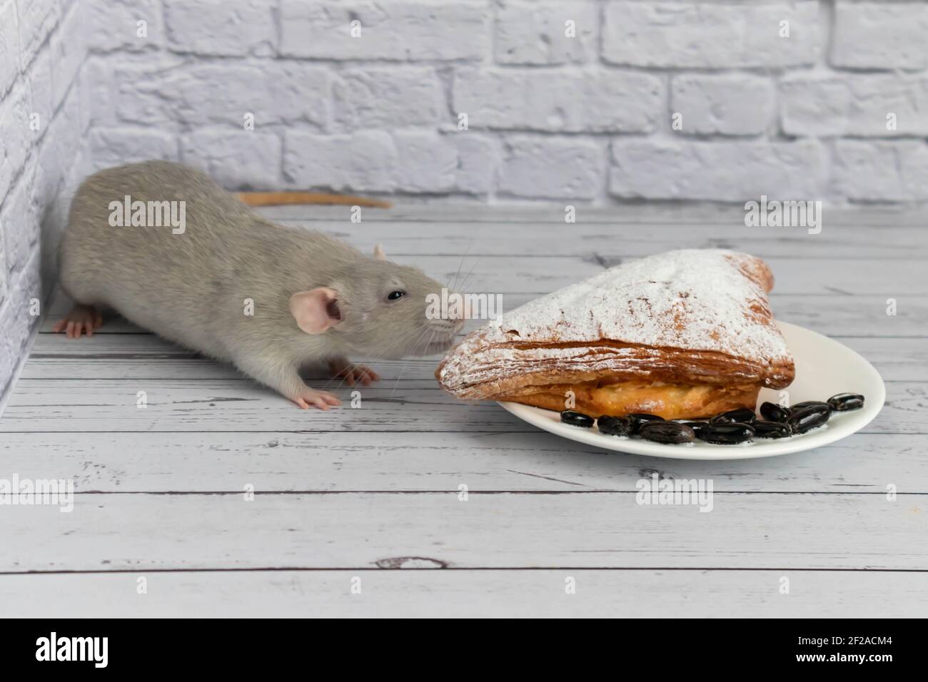 Happy birthday hamster hi-res stock photography and images - Alamy