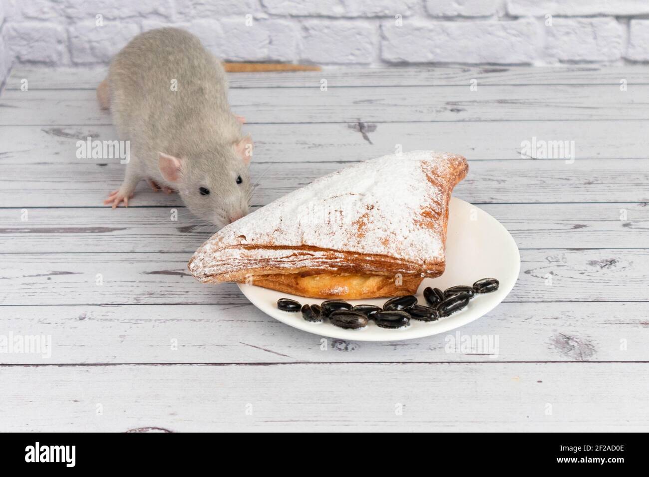 A cute gray decorative rat takes a bite of baked goods or pie. Rodent ...