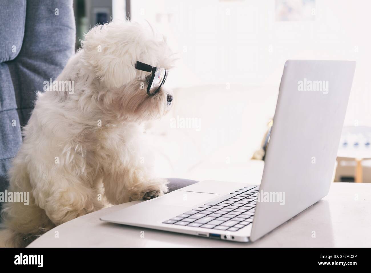 Dog Computer