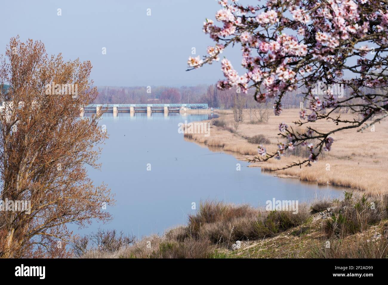 Landscape on the Douro river in Castronuno with almond blossoms on the ...