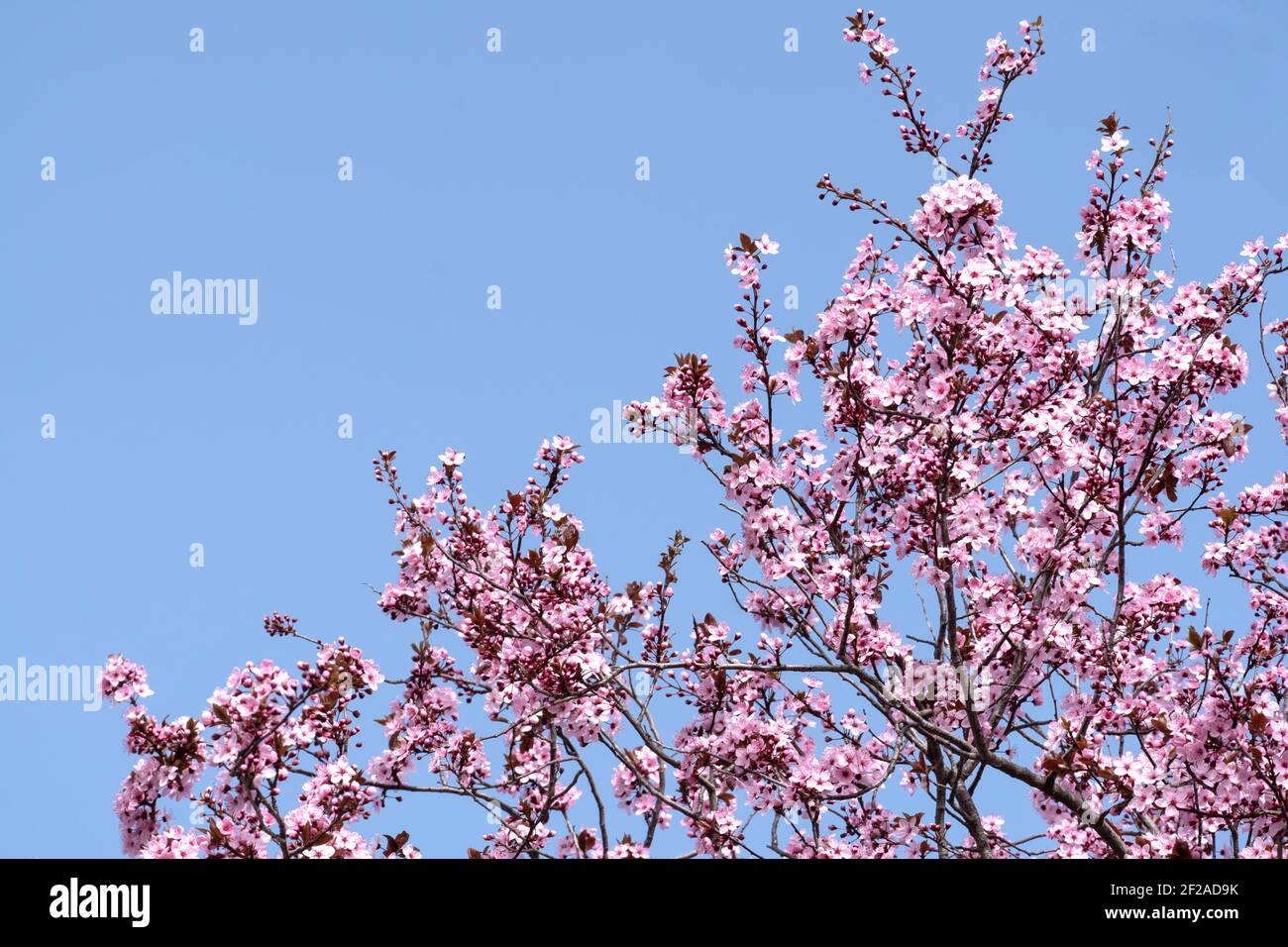 prunus tree with flowers on blue sky. Spring weather Stock Photo - Alamy