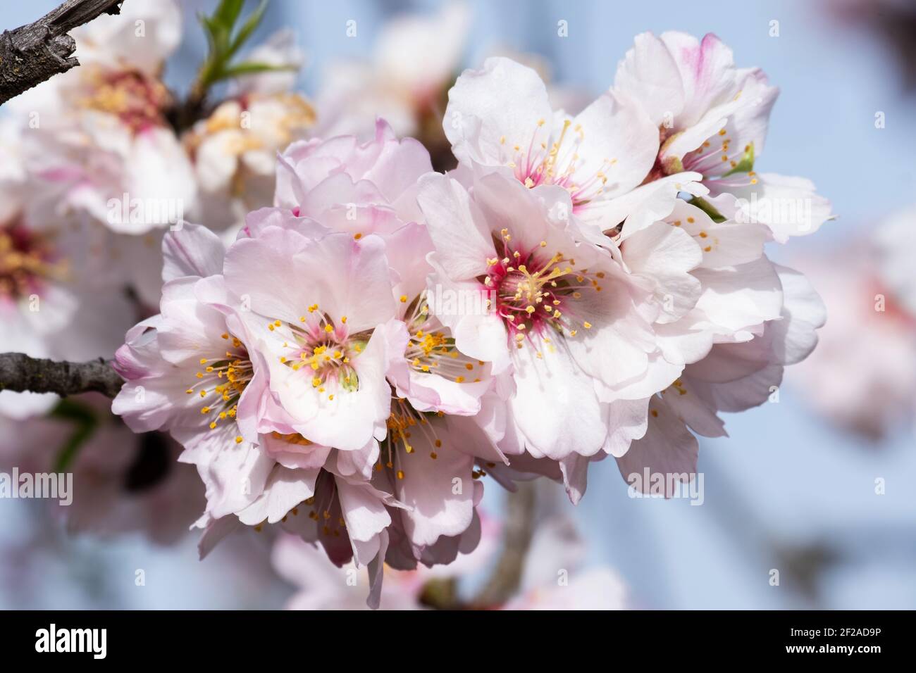 Japanese almond tree hi-res stock photography and images - Alamy