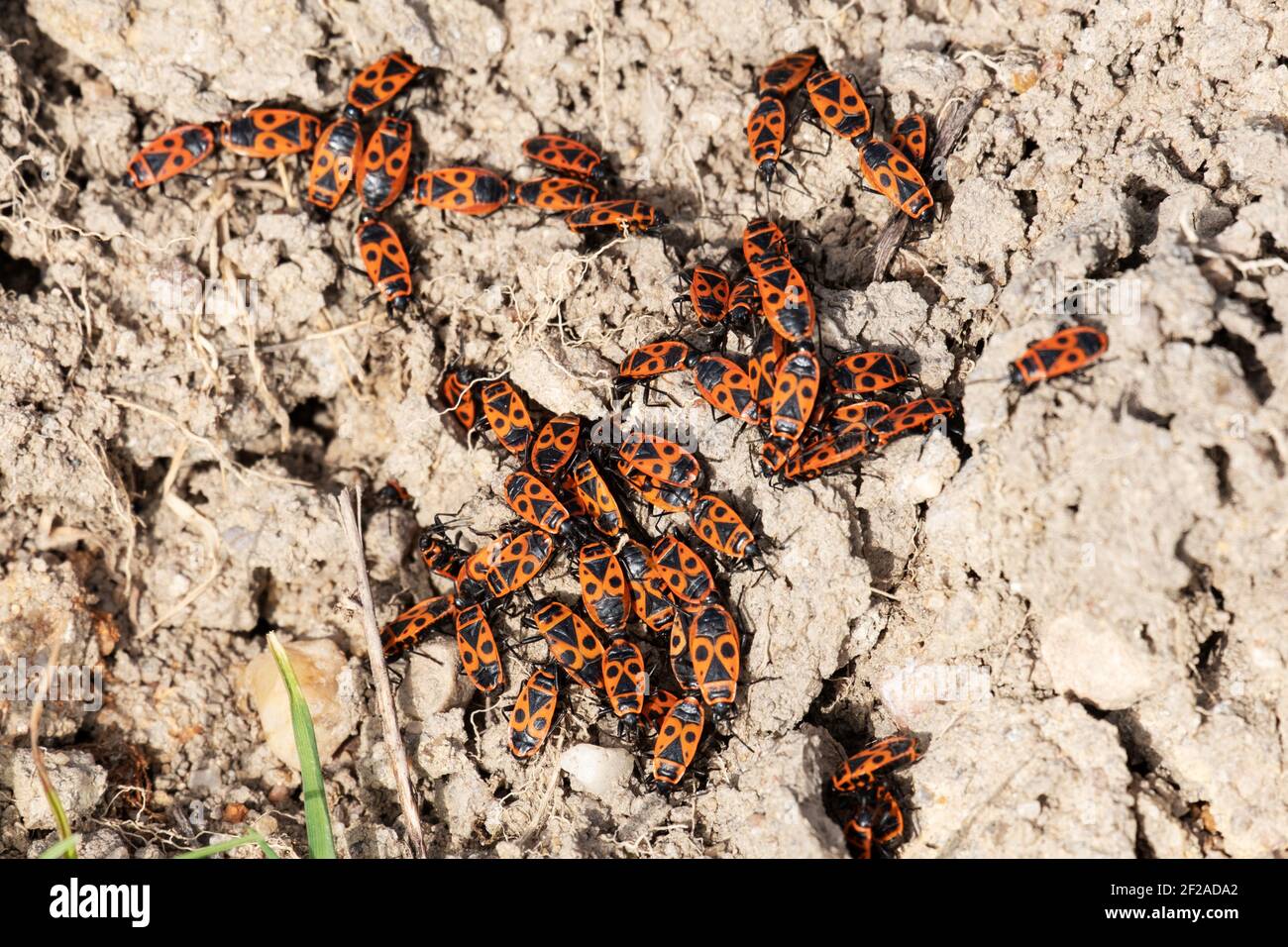 Pyrrhocoris apterus fly hi-res stock photography and images - Alamy