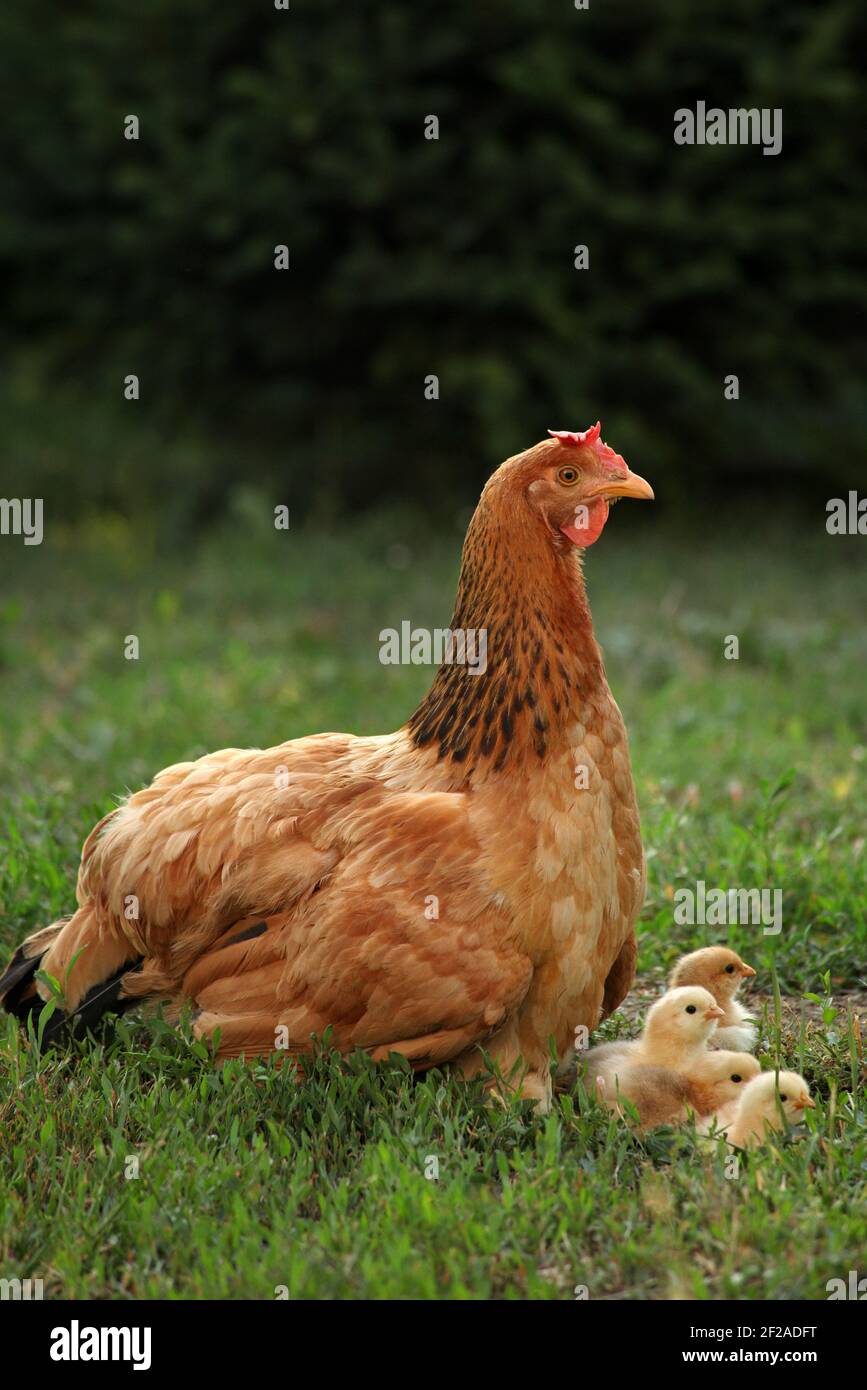 Mother hen with chickens in a rural yard.Chickens in a grass in the ...