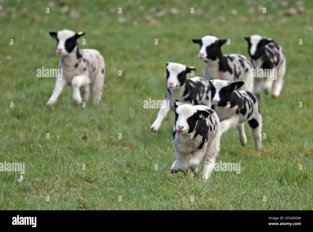 Gamboling lambs hi-res stock photography and images - Alamy