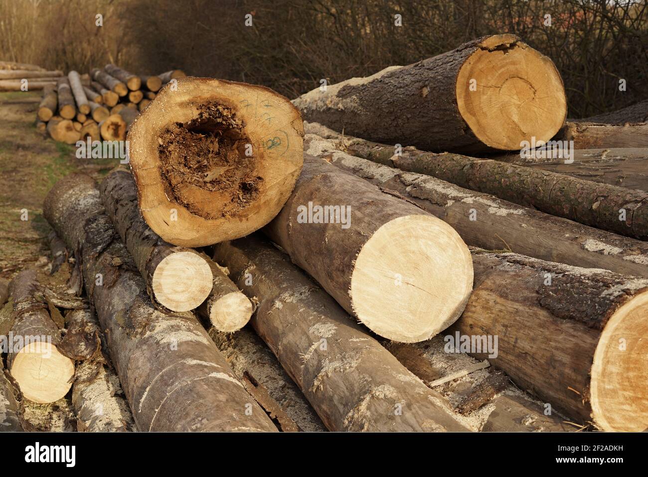 Bark beetle infested conifer trees cut for wooden logs Stock Photo - Alamy
