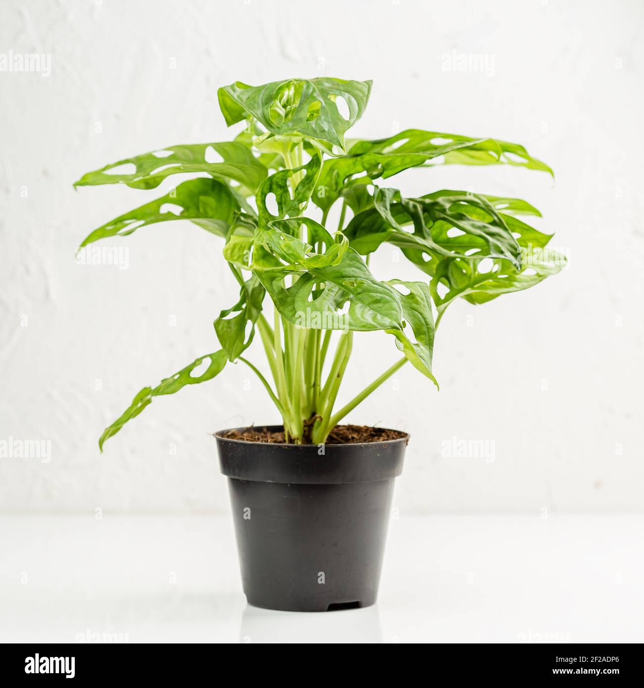 Monstera adonsonii Monkey Mask plant in the nursery pot over white wall ...