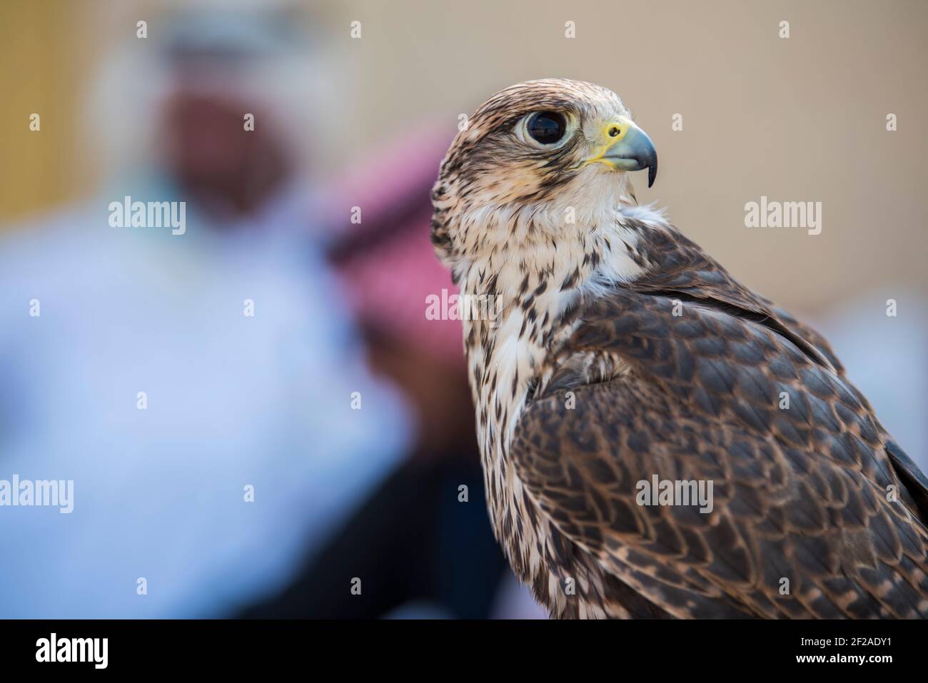 Doha,Qatar-12,10,2016: Arabian Falcon close-up shot Stock Photo - Alamy