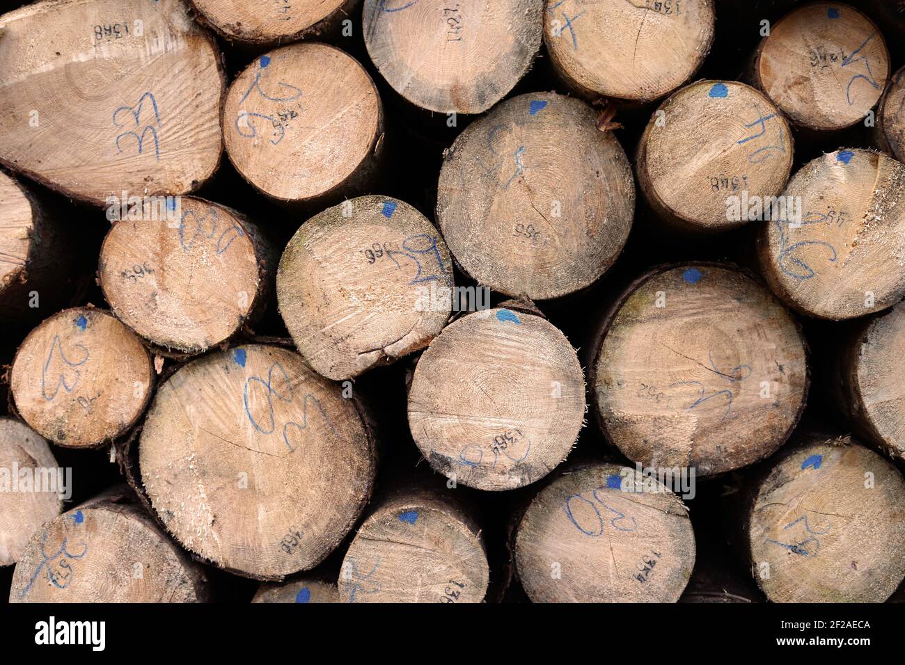 Conifer wooden logs stacked on ground background concept Stock Photo ...