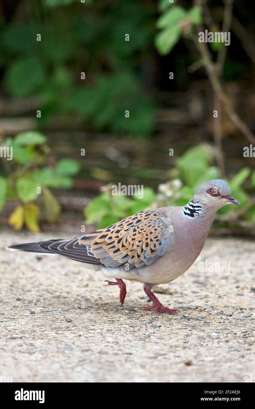 Turtle dove walking hi-res stock photography and images - Alamy