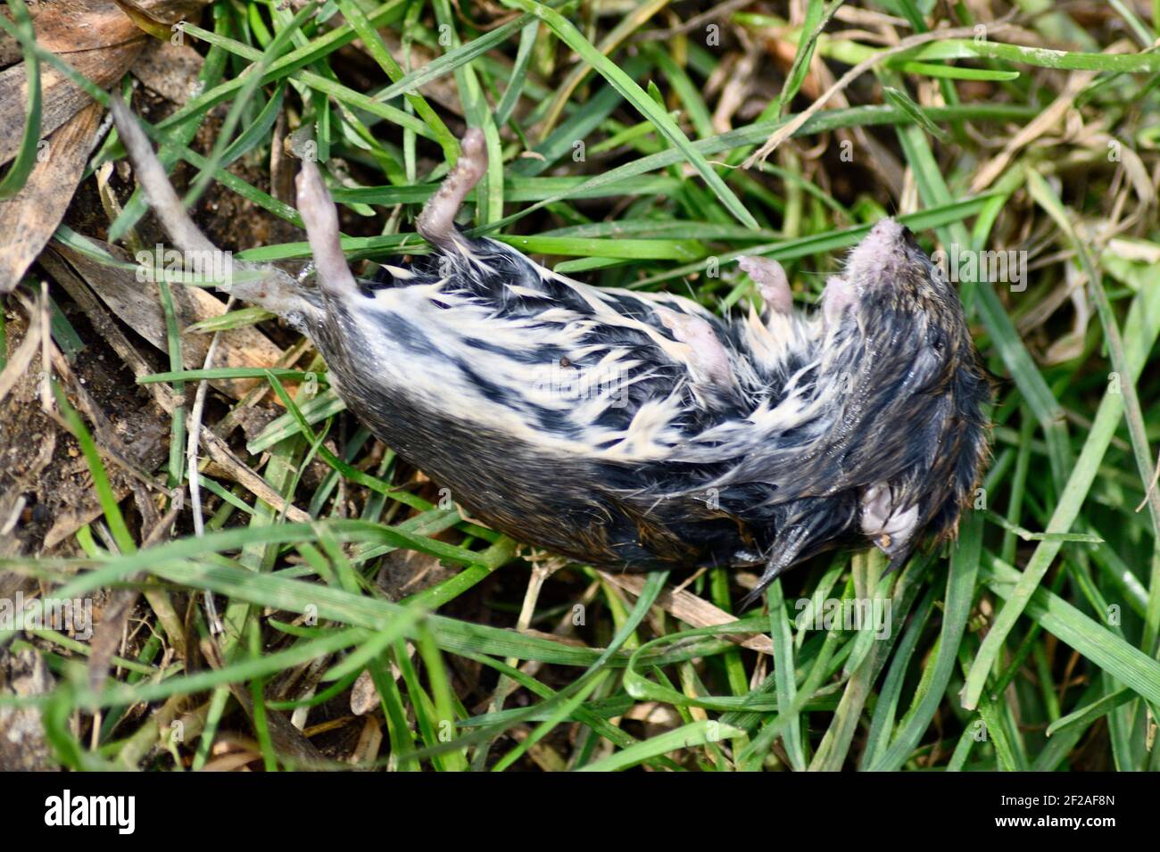 Field Mouse drowned on roadside (Mus musculus Stock Photo - Alamy