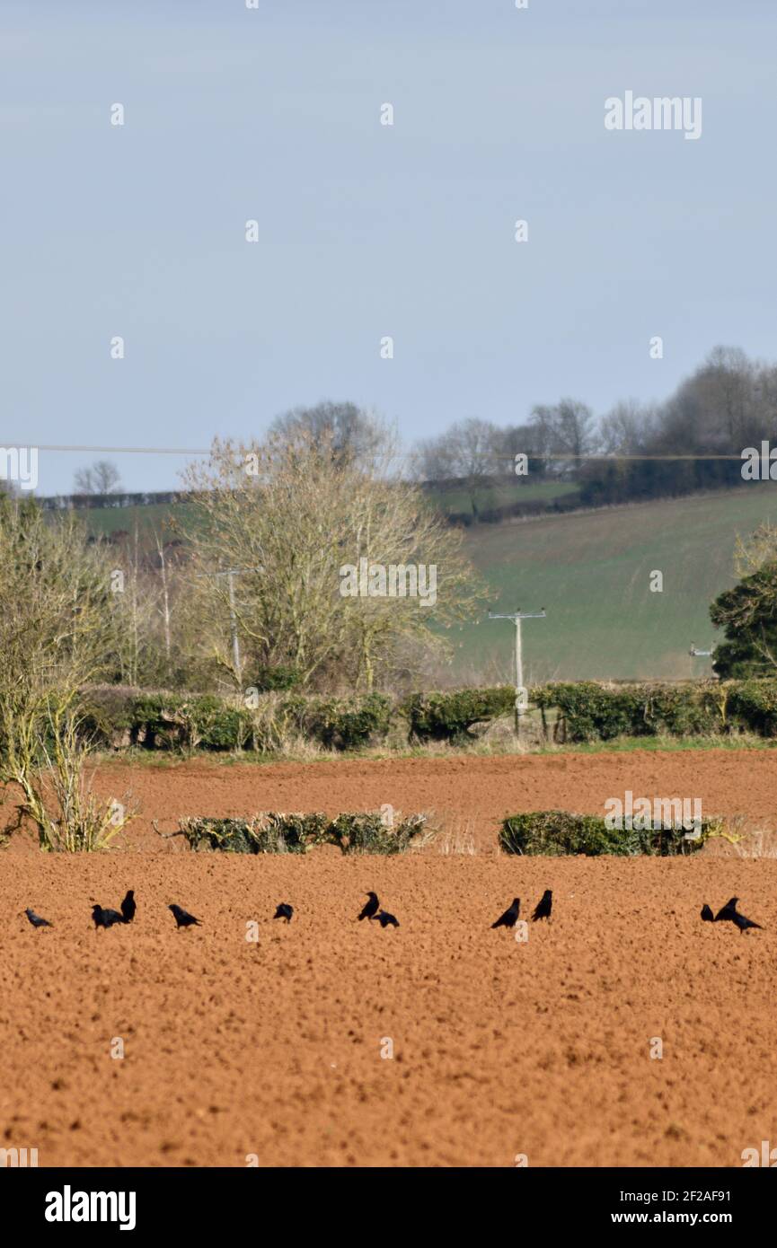 Crows (Corvus) in a Ploughed Field Stock Photo - Alamy