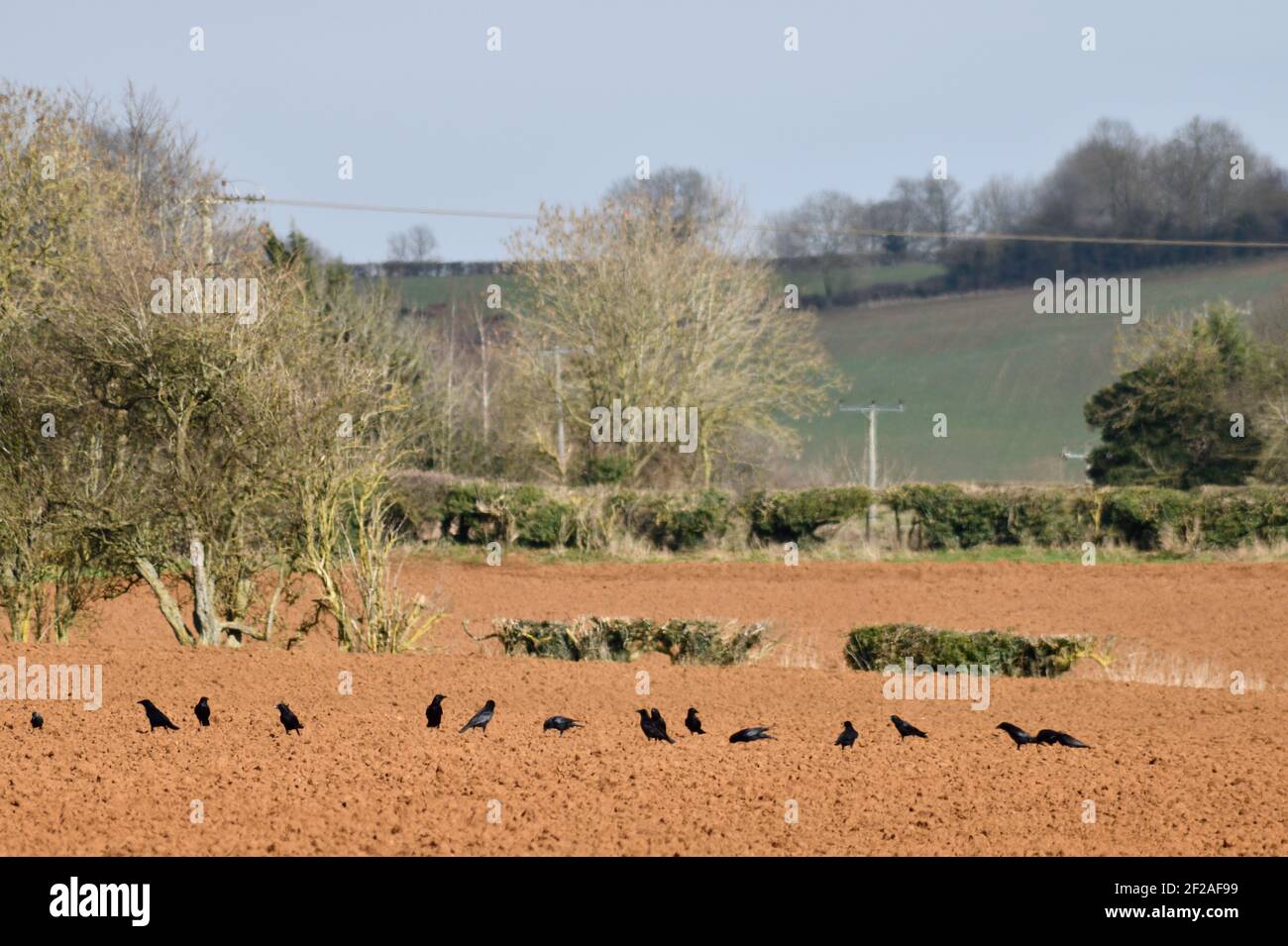 Crows (Corvus) in a Ploughed Field Stock Photo - Alamy