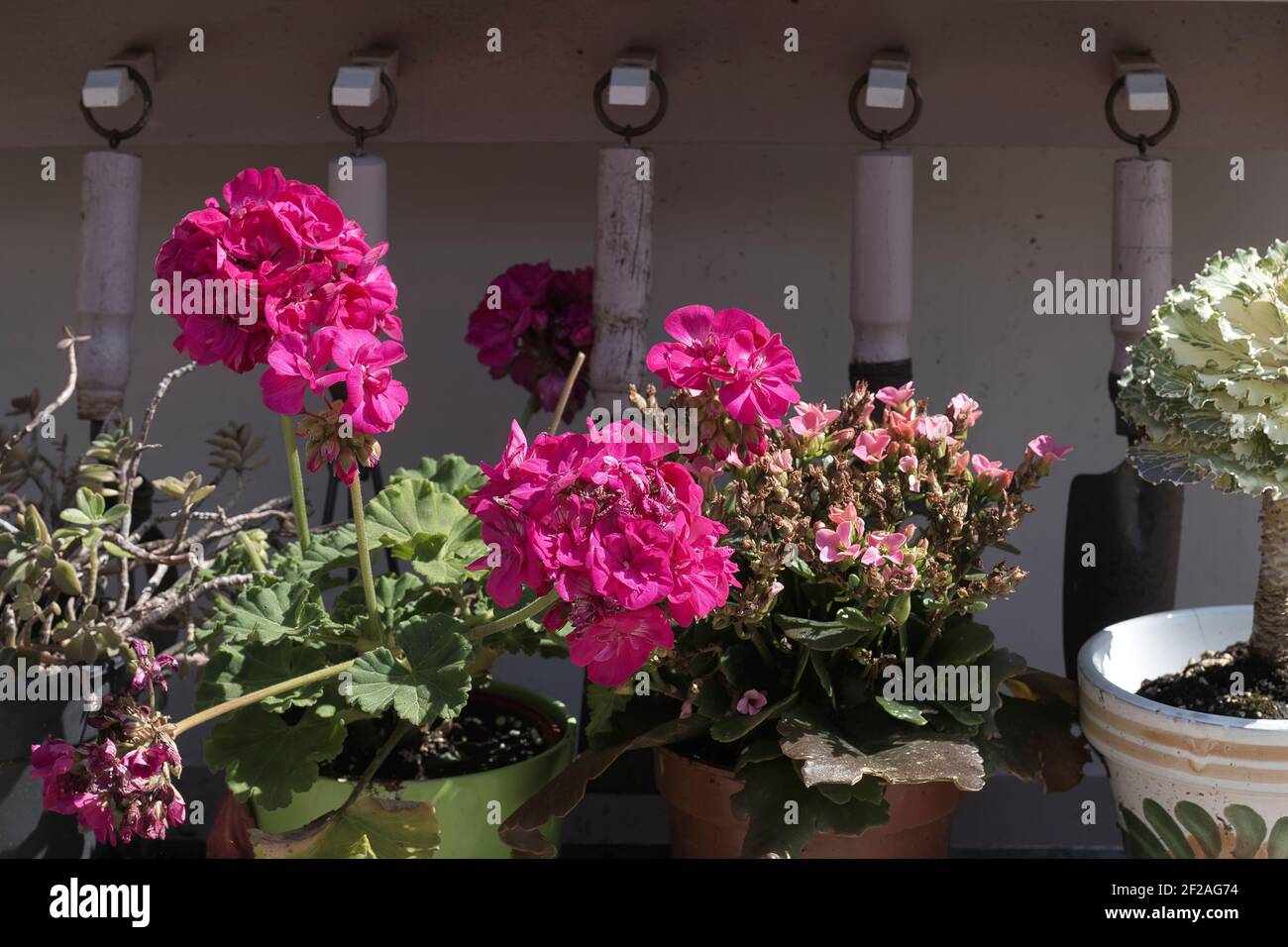 Fuchsia genanium hi-res stock photography and images - Alamy