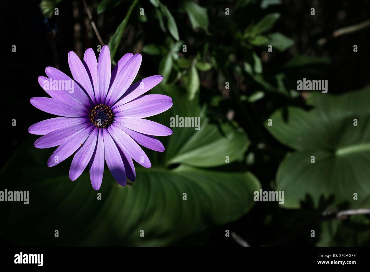 Closeup of a purple daisy Stock Photo - Alamy