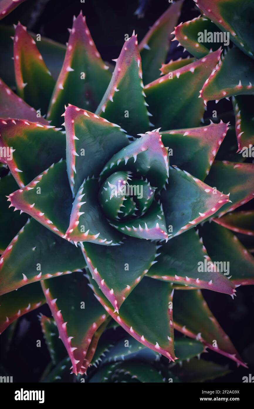 Closeup of a multi-colored cactus Stock Photo - Alamy