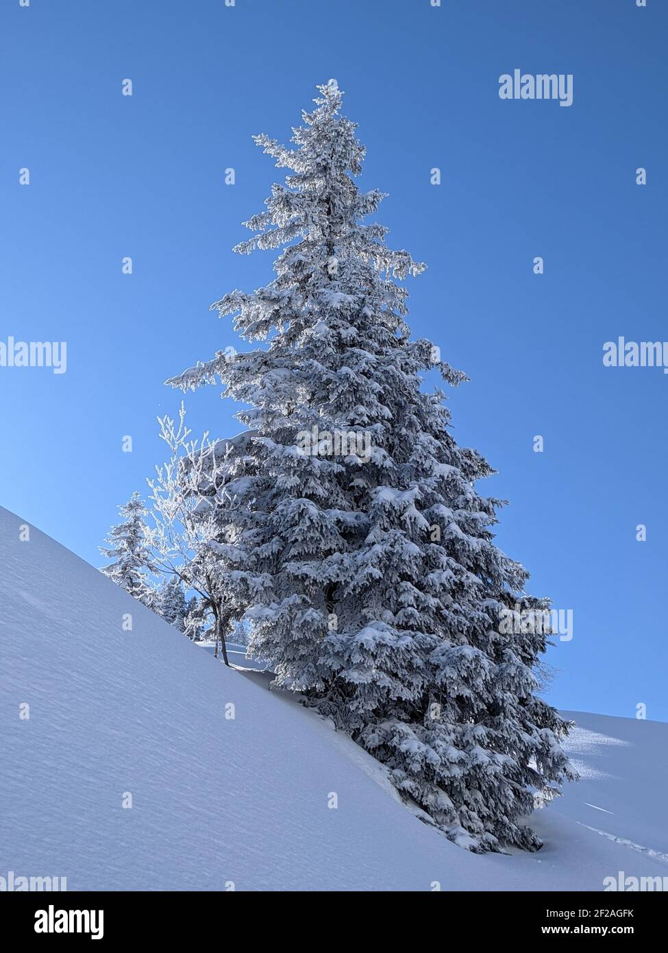 freshly snow-covered trees in a beautiful winter landscape with ...