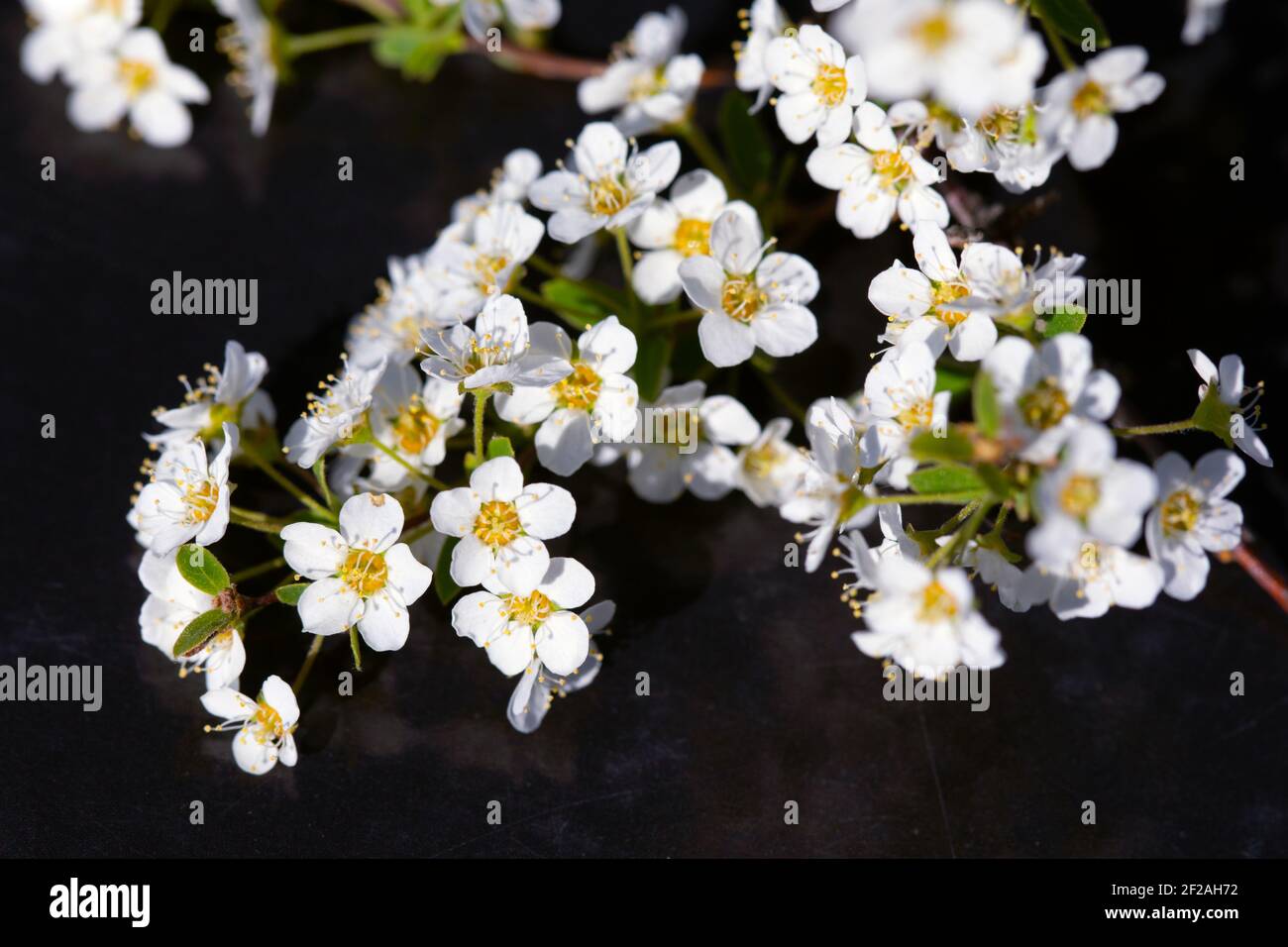 white spirea tree branch twig in blossom on dark background. Spiraea ...