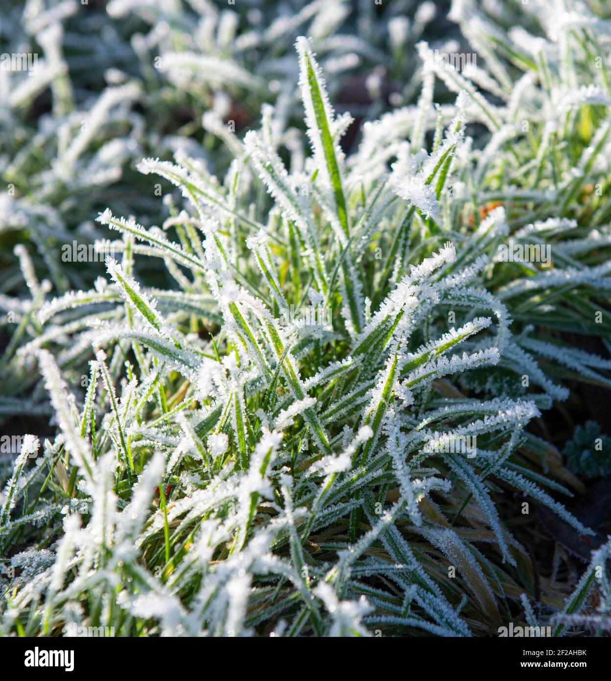 Grass frost hi-res stock photography and images - Alamy