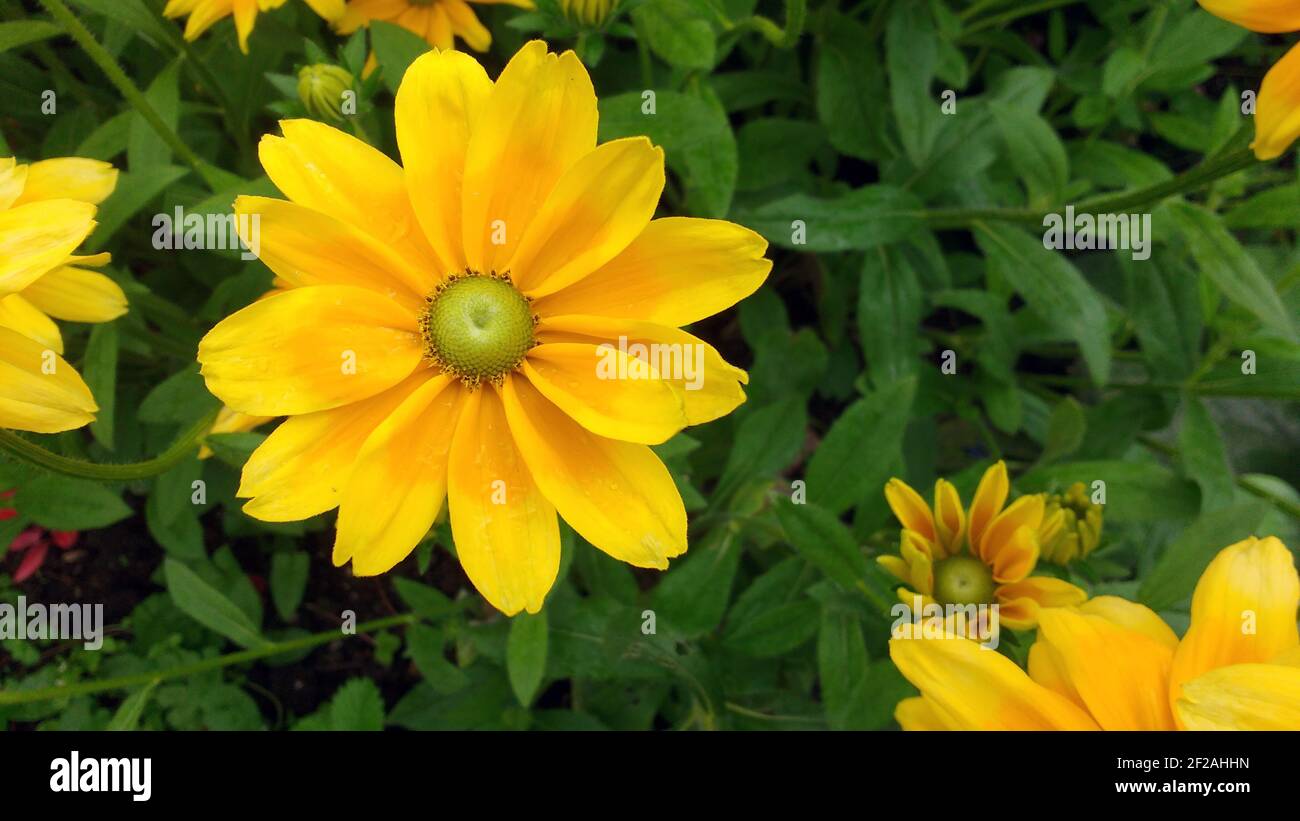 Yellow prairie flowers hi-res stock photography and images - Alamy