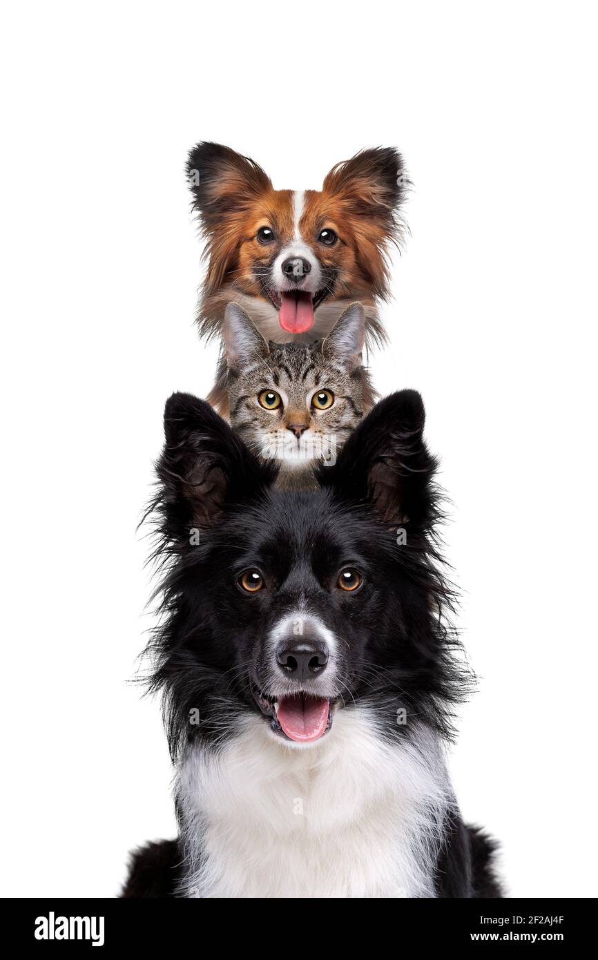 Portrait of two dogs and one cat piled up vertically isolated on a ...