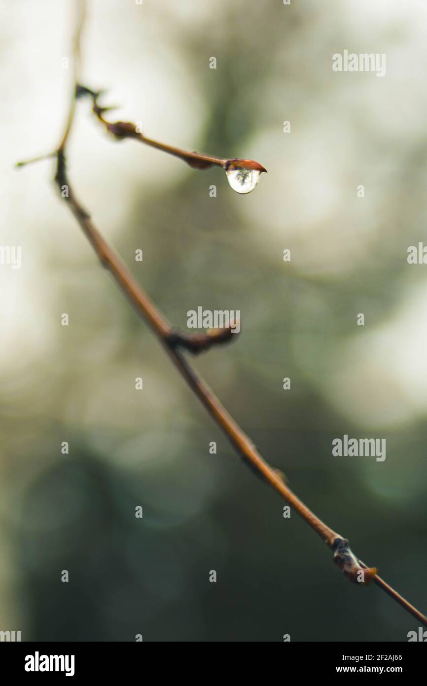 Thin birch branch rain hi-res stock photography and images - Alamy