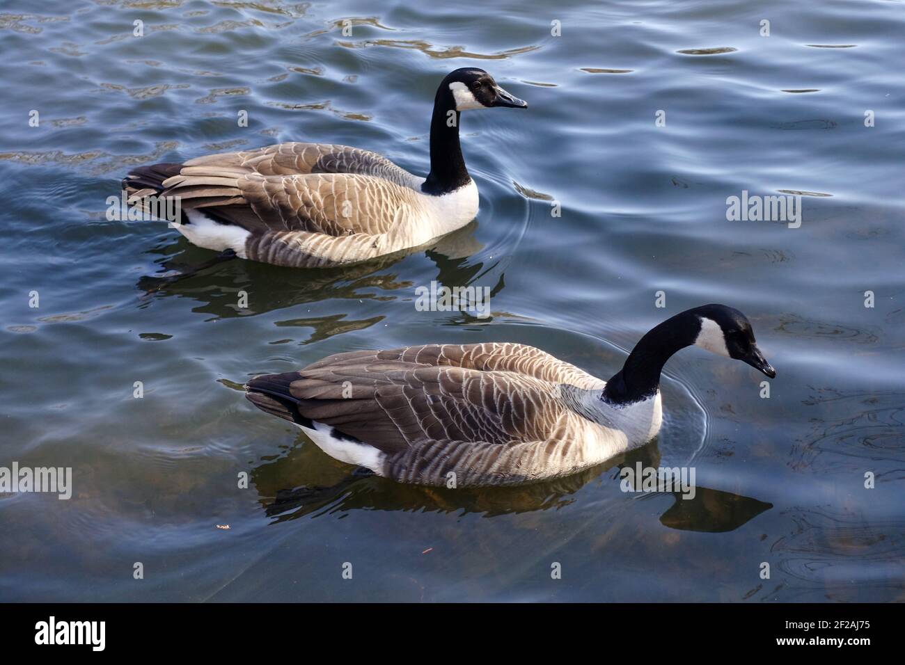 A top view of two beautiful geese swimming in the water on a sunny day ...