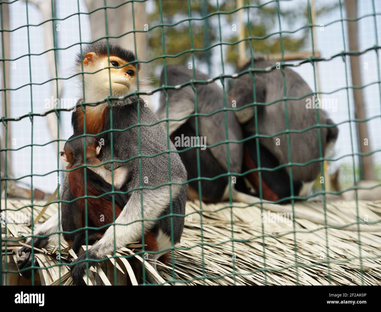 Red-shanked douc ape (Langur duk) rare colourful monkey in cage in zoo ...