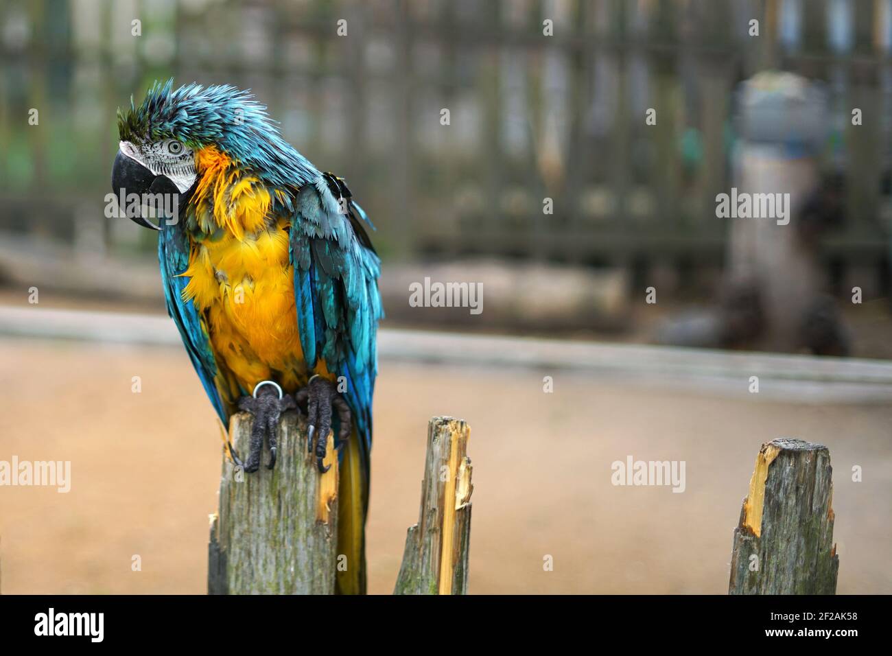 Old domesticated macaw parrot with blue and yellow colour sitting on ...