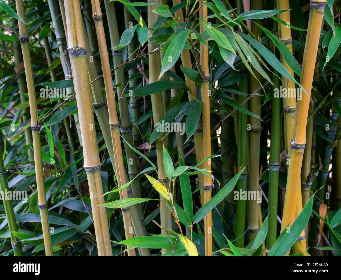 Detail of canes and leaves of bamboo in a garden near the colonial town ...