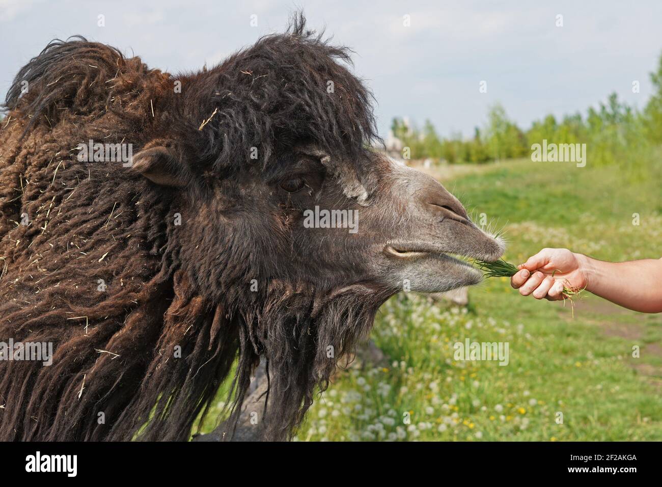 Camel feeding with grass is popular activity in zoo, man hand Stock ...
