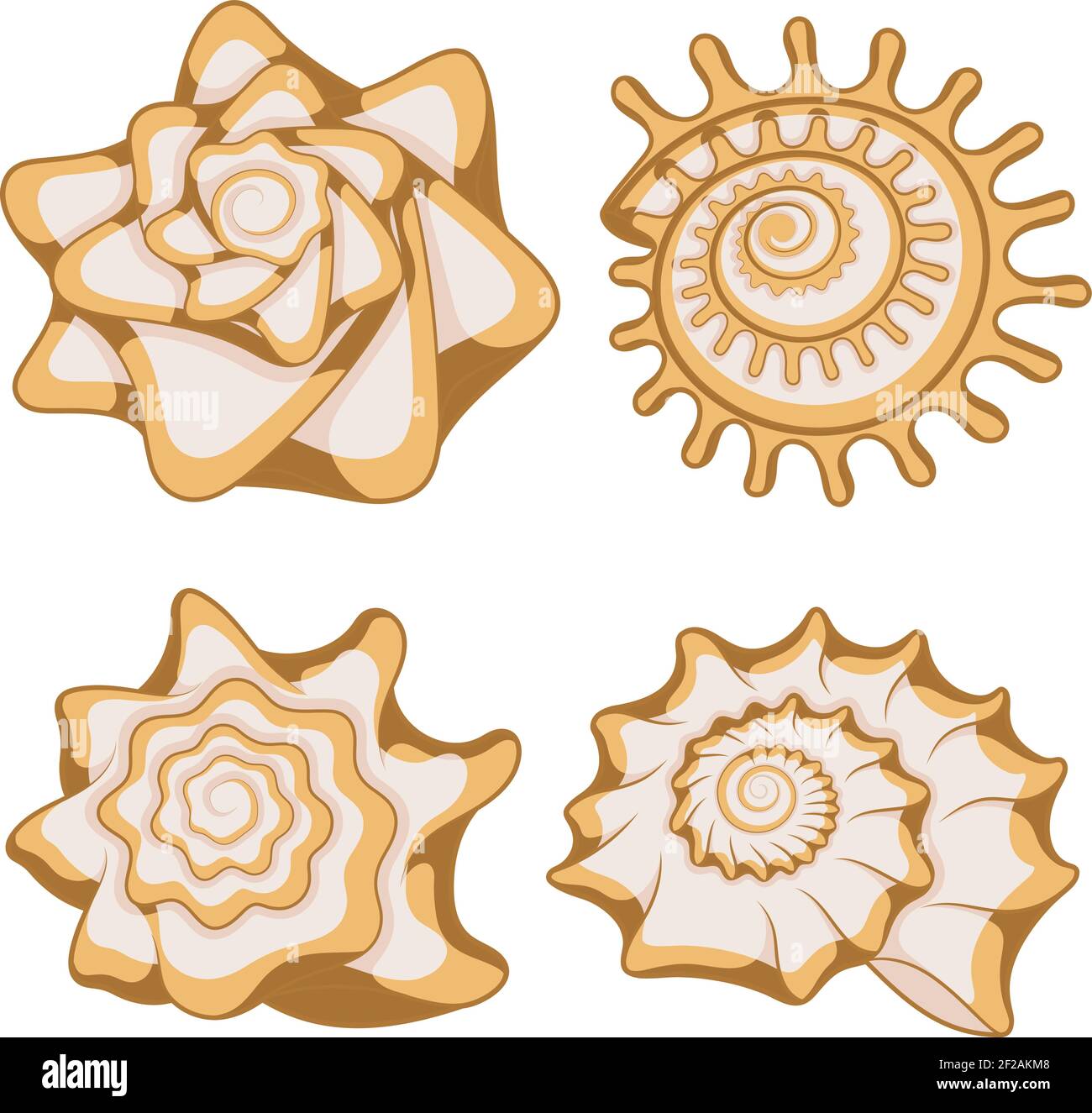 Set of color graphic sea shells. Isolated objects Stock Vector Image ...