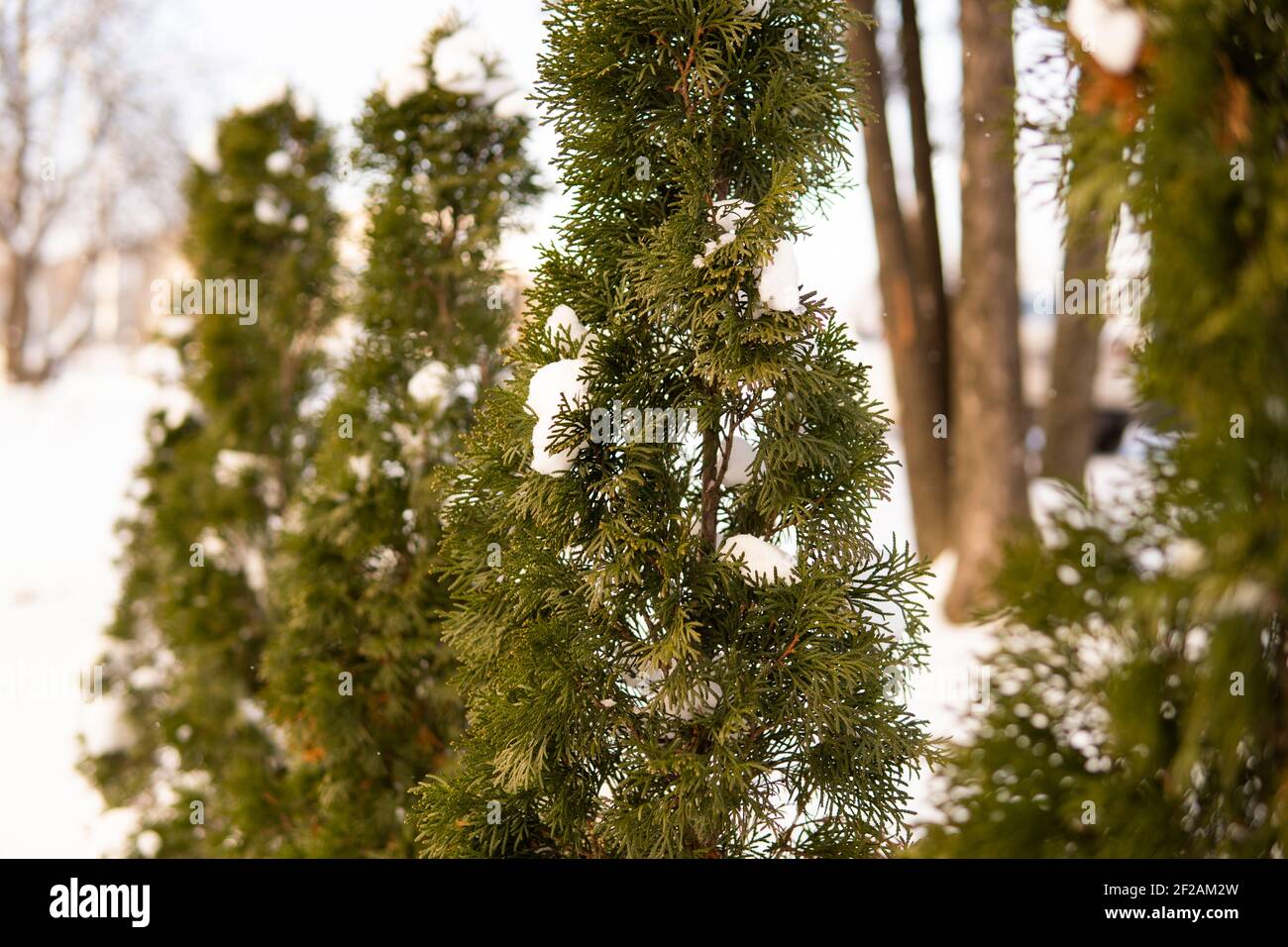 Green leaves of Thuja trees covered with frost with soft sunlight ...