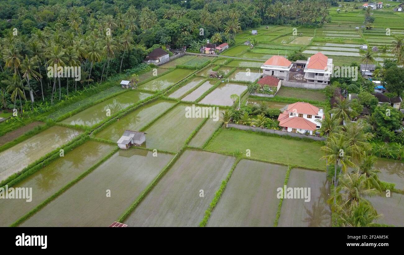 Flying over green rice paddies in Bali, Indonesia. Country lane winding ...