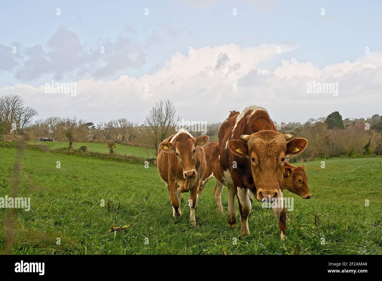 Guernsey Bull High Resolution Stock Photography and Images - Alamy