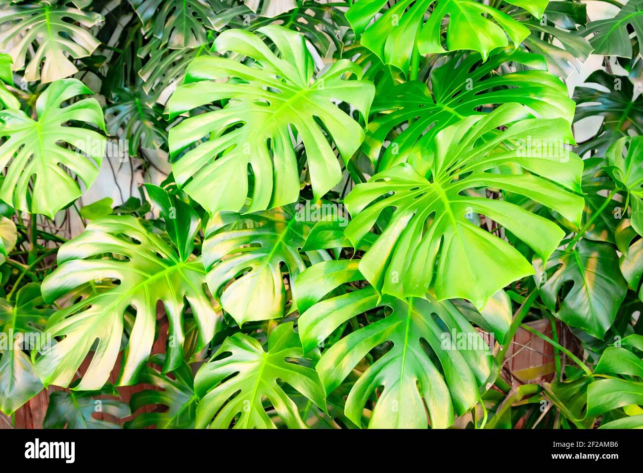 Rainforest creepers dense hi-res stock photography and images - Alamy