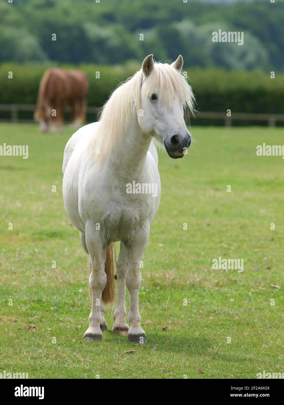 An older grey pony stands in a summer paddock Stock Photo - Alamy