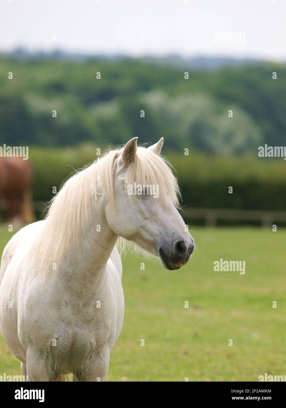 An older grey pony stands in a summer paddock Stock Photo - Alamy