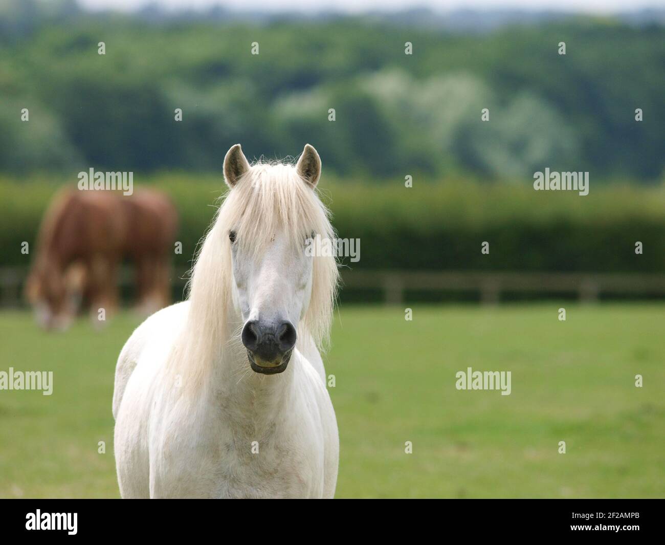 An older grey pony stands in a summer paddock Stock Photo - Alamy